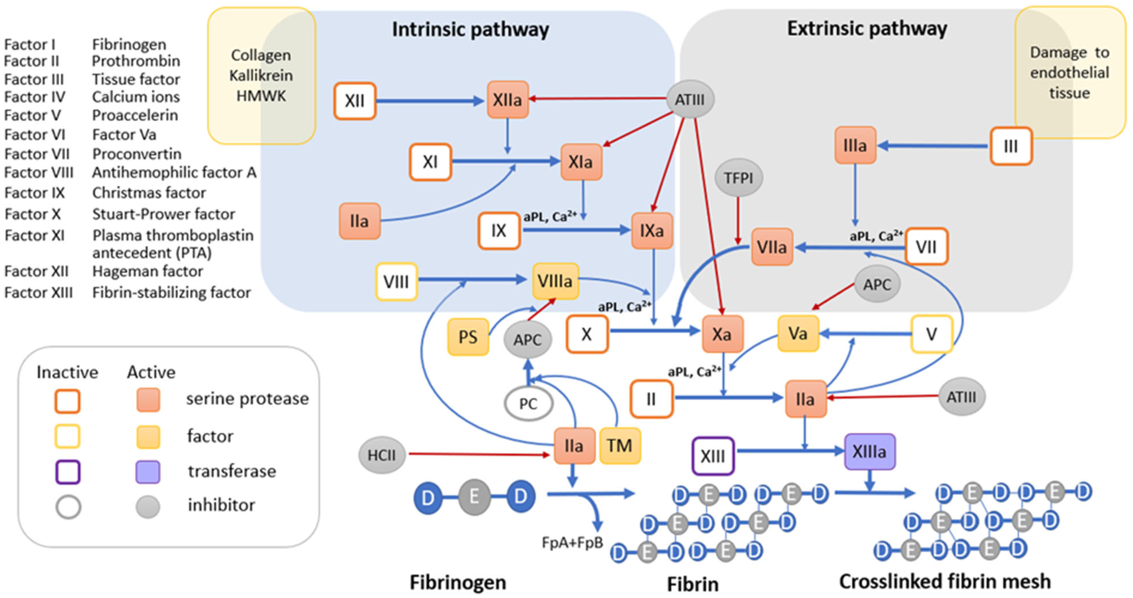 Biomolecules Free Full Text The Role Of The Complement System In