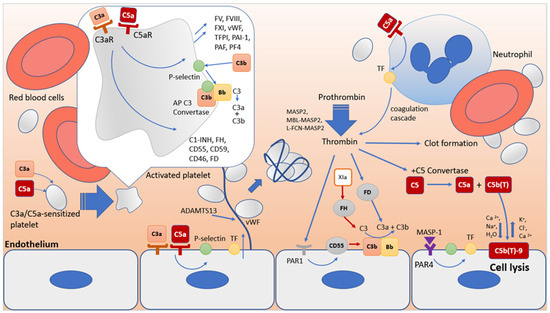 Biomolecules | Free Full-Text | The Role of the Complement System in ...