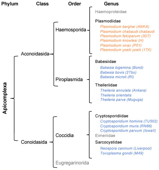 Plasmodium, the Apicomplexa Outlier When It Comes to Protein Synthesis