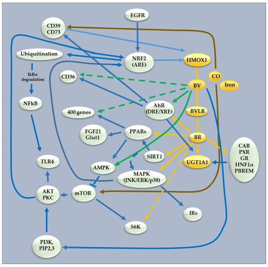 Role of Natural Compounds Modulating Heme Catabolic Pathway in Gut ...