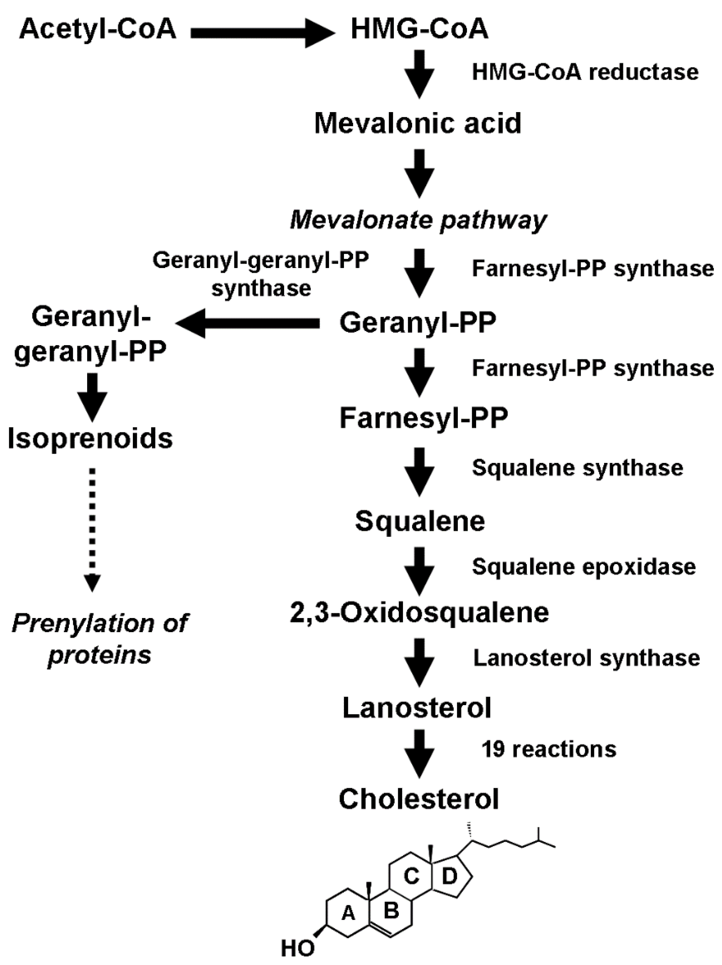 Cholesterol Biosynthesis And Breast Cancer Initiation And Development