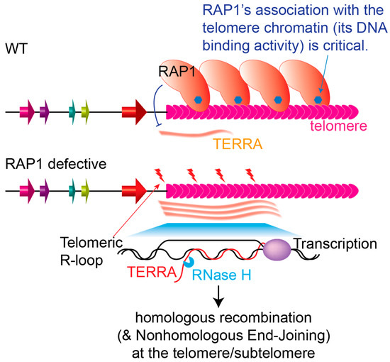 Biomolecules | Free Full-Text | Unwrap RAP1’s Mystery at Kinetoplastid Telomeres