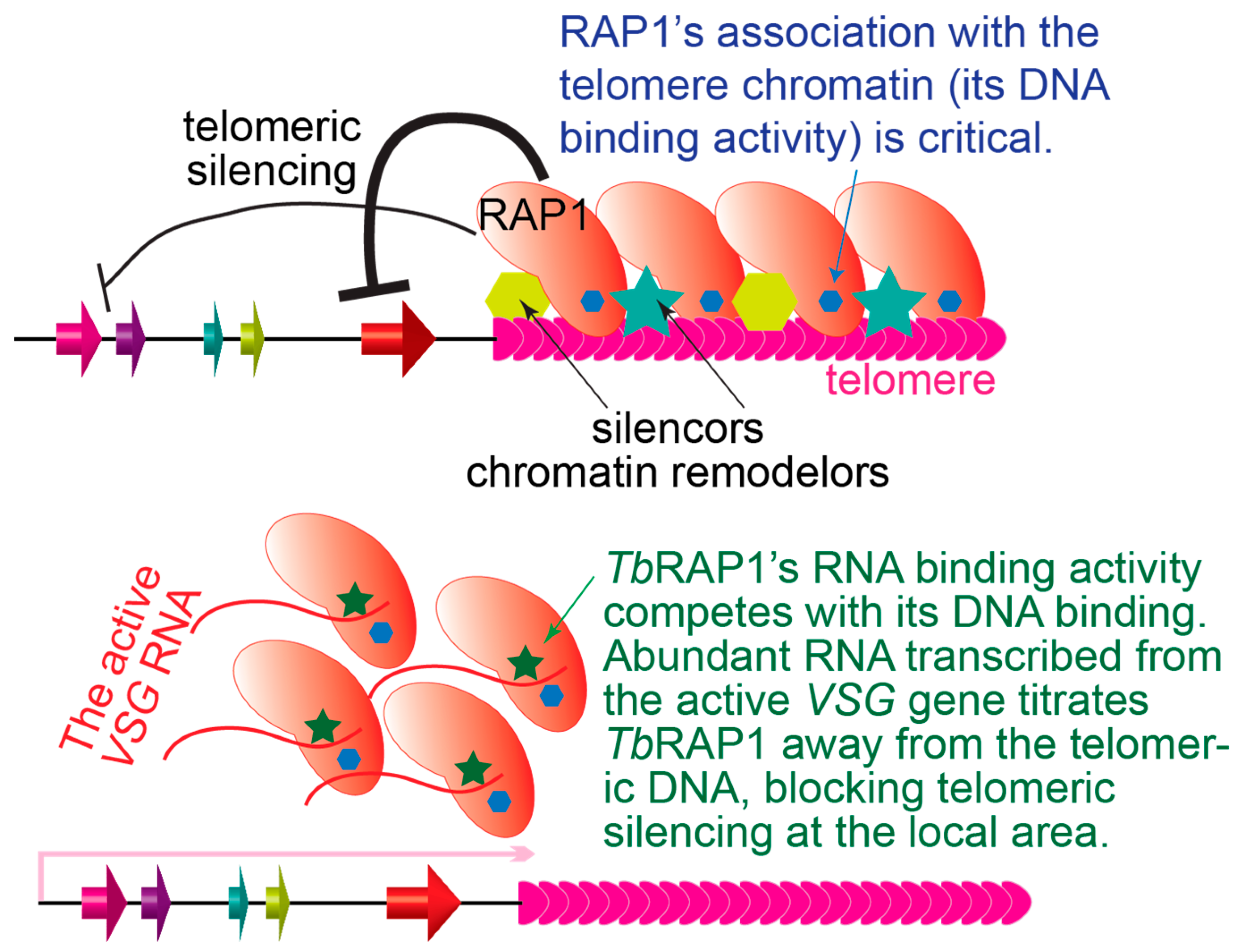 Biomolecules | Free Full-Text | Unwrap RAP1’s Mystery at Kinetoplastid Telomeres