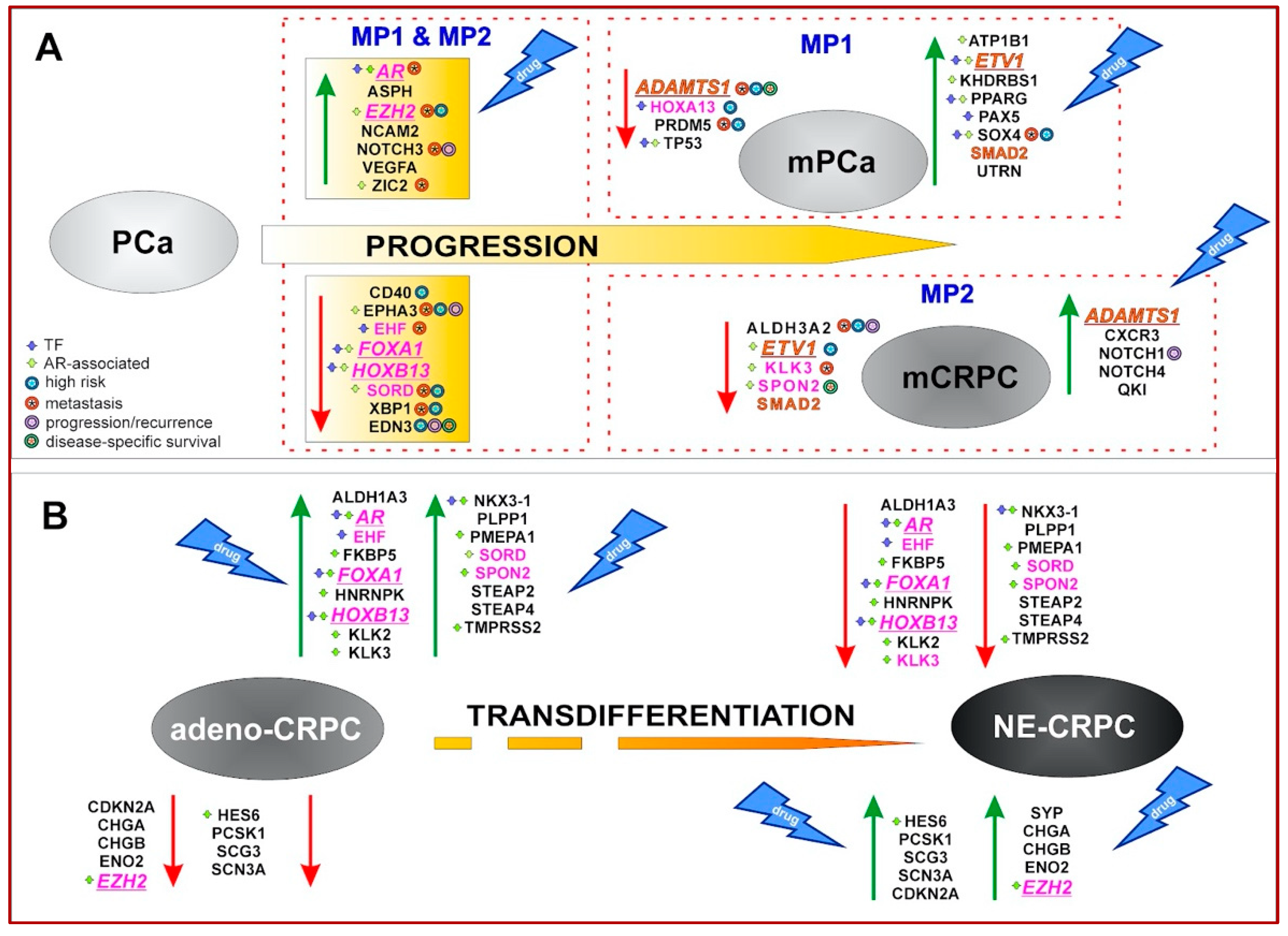 Identification of Molecular Markers Associated with Prostate Cancer ...