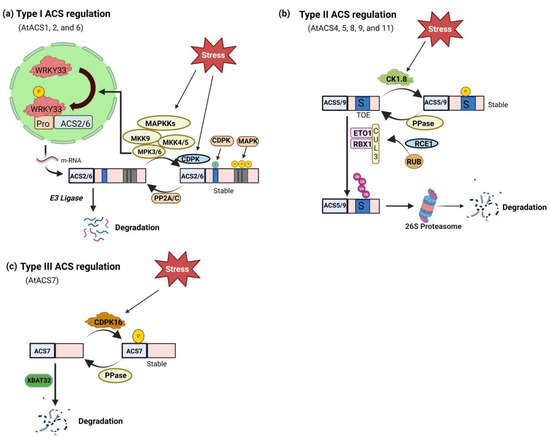 The Ethylene Biosynthetic Enzymes, 1-Aminocyclopropane-1-Carboxylate ...