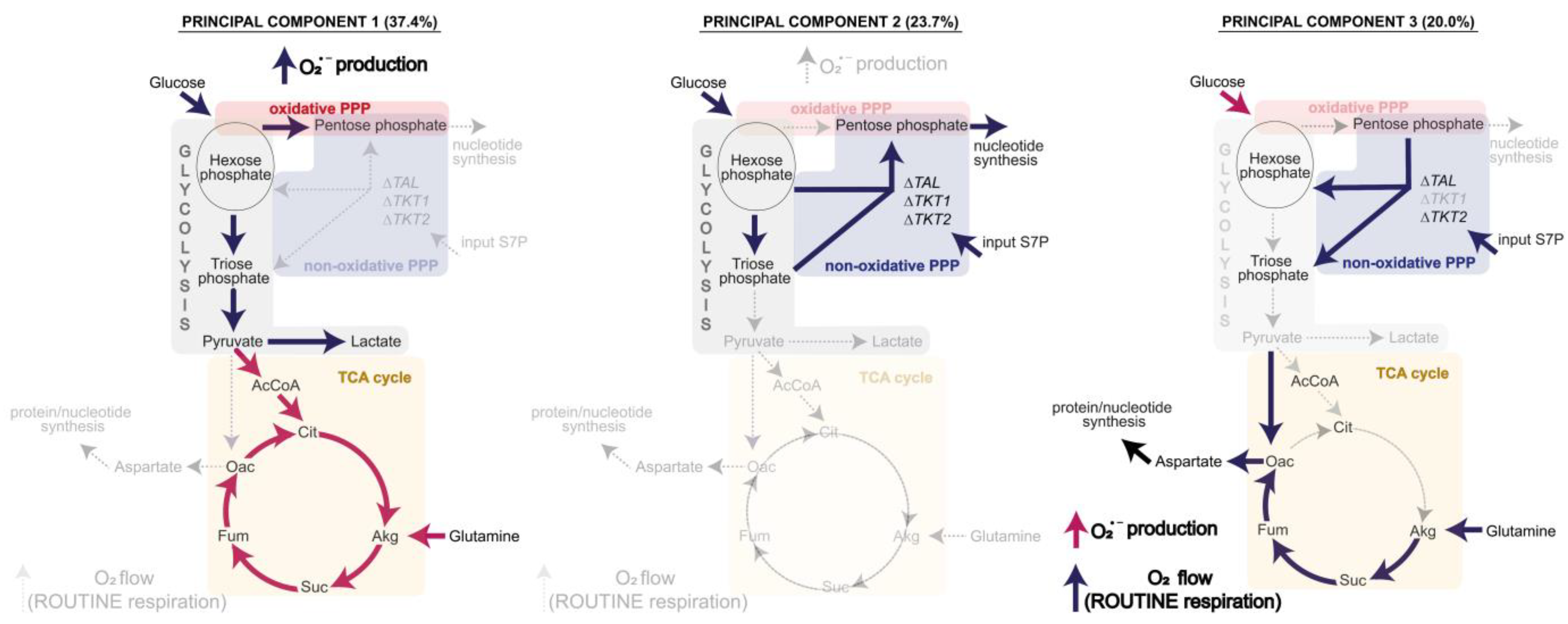 Biomolecules Free Full Text Ex Vivo 13c Metabolic Flux Analysis Of