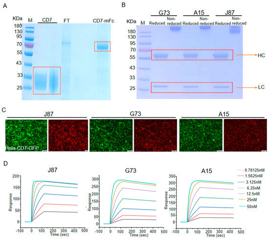 An Anti-CD7 Antibody–Drug Conjugate Target Showing Potent Antitumor ...