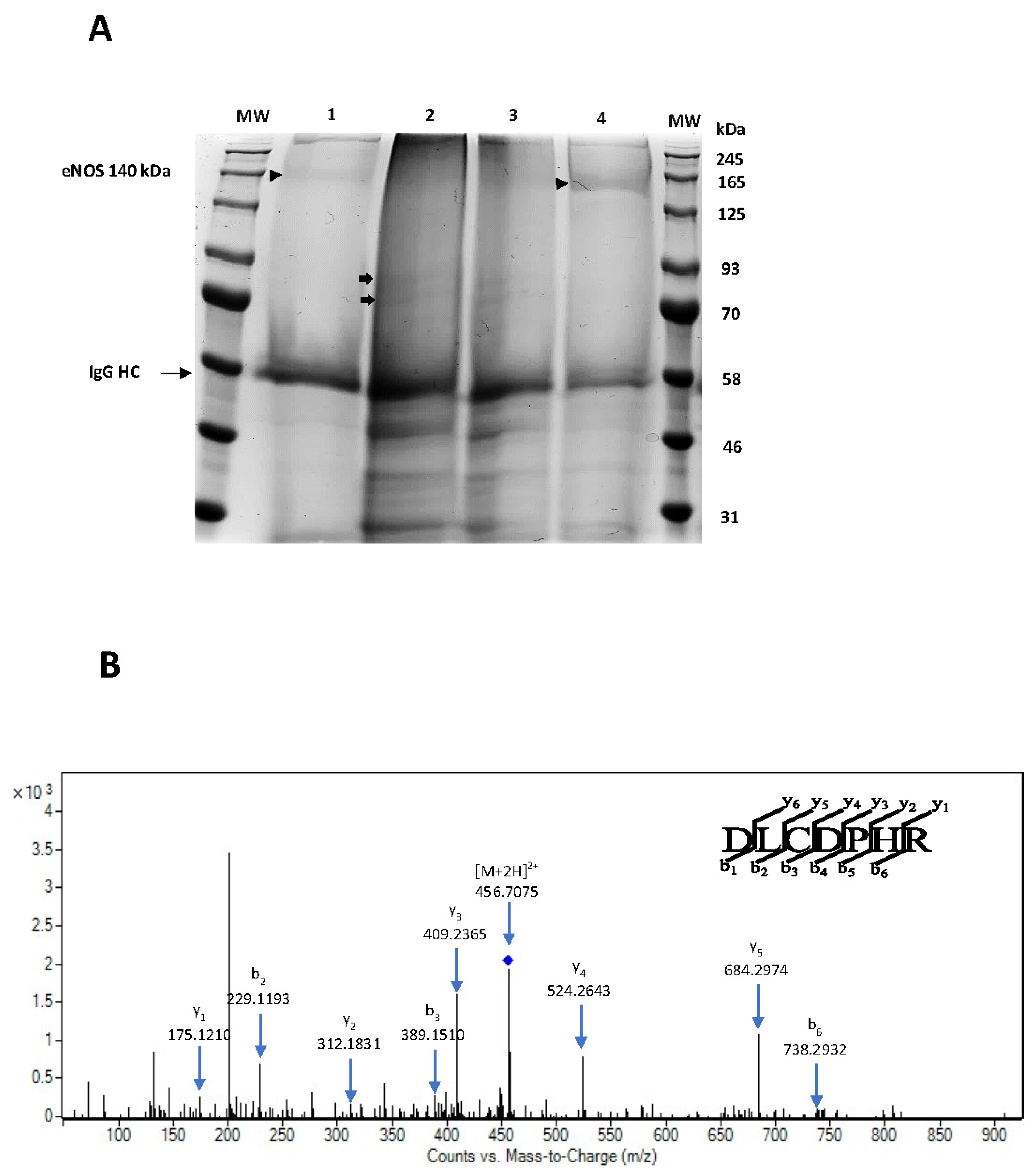 Lymphocyte-Specific Protein 1 Regulates Expression and Stability of ...
