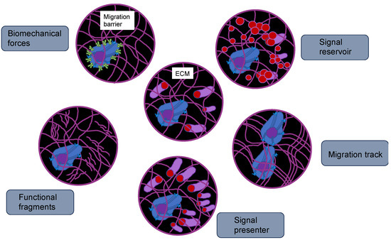 Phenotypic Heterogeneity, Bidirectionality, Universal Cues, Plasticity ...