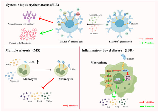 LILRB4 Checkpoint for Immunotherapy: Structure, Mechanism and Disease ...