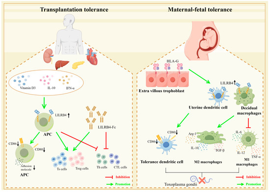 LILRB4 Checkpoint for Immunotherapy: Structure, Mechanism and Disease ...