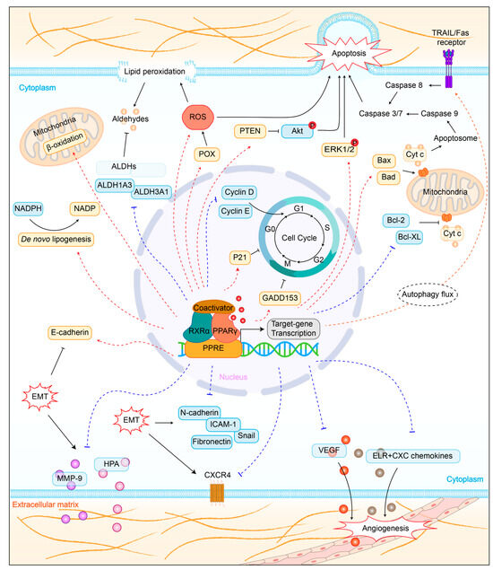 PPARγ Modulators in Lung Cancer: Molecular Mechanisms, Clinical ...