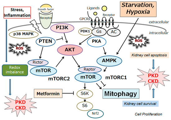 Inspiring Tactics with the Improvement of Mitophagy and Redox Balance for the Development of ...