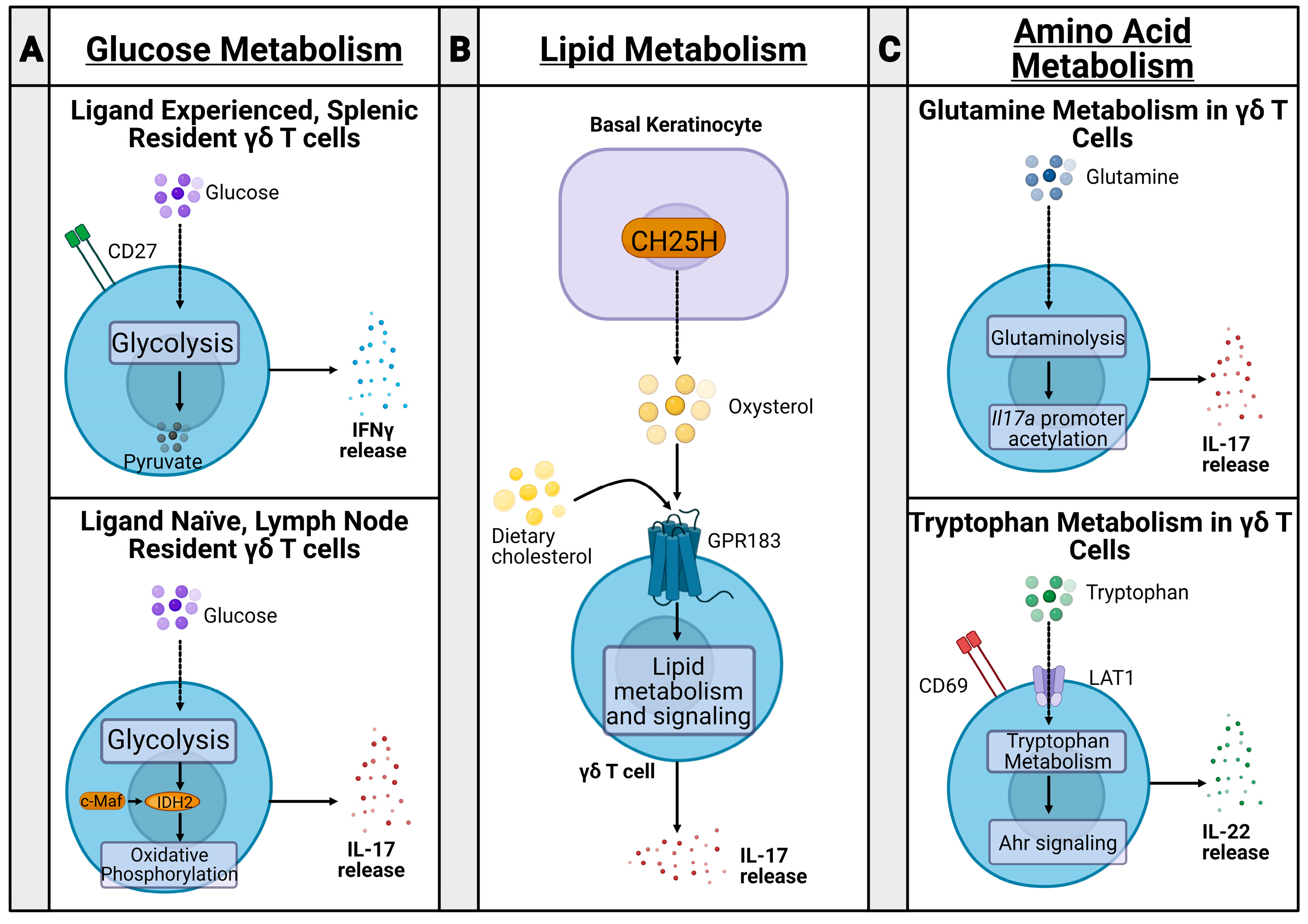 Biomolecules | Free Full-Text | From Host Defense to Metabolic Signatures: Unveiling the Role of ...