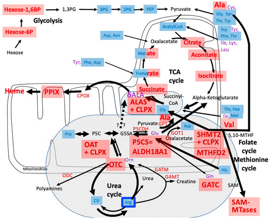 CLPP-Null Eukaryotes with Excess Heme Biosynthesis Show Reduced L ...
