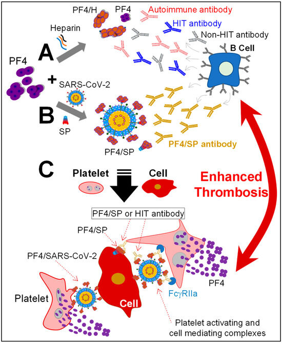 The Binding of the SARS-CoV-2 Spike Protein to Platelet Factor 4: A Proposed Mechanism for the ...