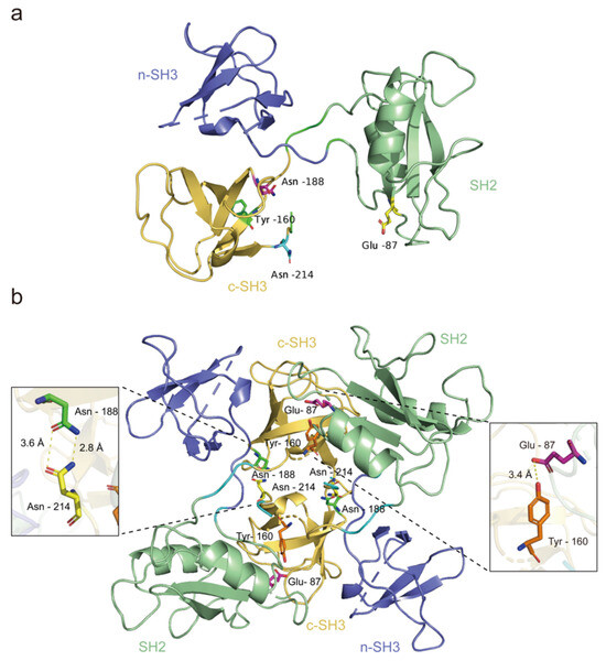 The Configuration of GRB2 in Protein Interaction and Signal Transduction