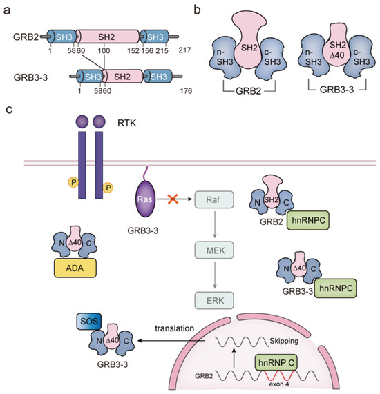 The Configuration of GRB2 in Protein Interaction and Signal Transduction