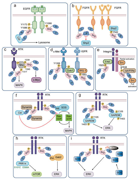 The Configuration of GRB2 in Protein Interaction and Signal Transduction