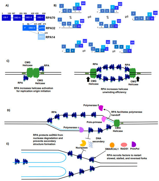 Biomolecules | Free Full-Text | Guardians of the Genome: How the Single ...