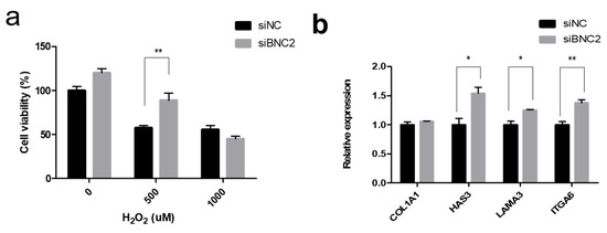 Fine Wrinkle Improvement through Bioactive Materials That Modulate EDAR ...