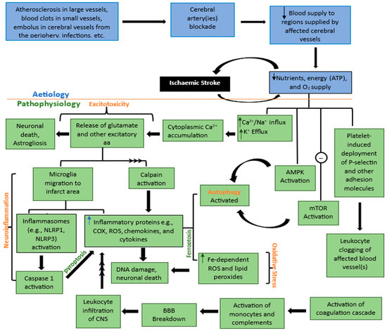 Understanding the Pathophysiology of Ischemic Stroke: The Basis of ...