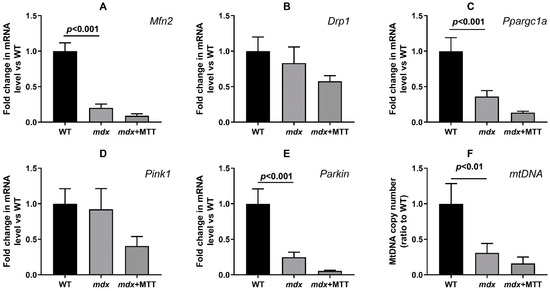 Mitochondrial Transplantation Therapy Ameliorates Muscular Dystrophy in ...
