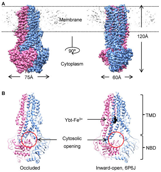 Mechanistic Insights Revealed by YbtPQ in the Occluded State