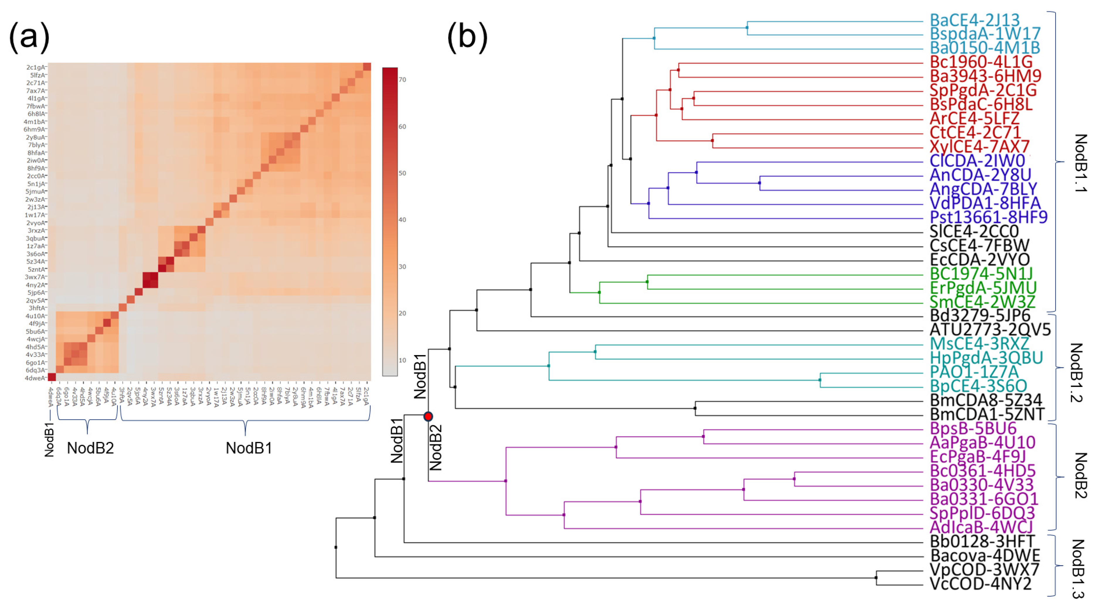 Variations of the NodB Architecture Are Attuned to Functional ...