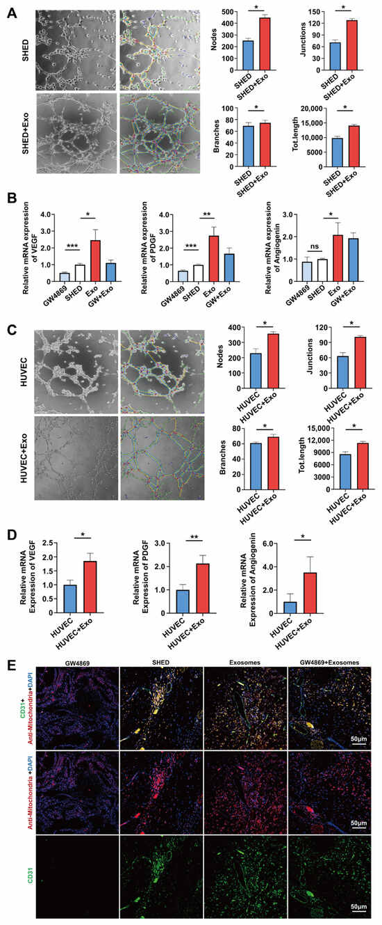 Exosomes as Promising Therapeutic Tools for Regenerative Endodontic Therapy