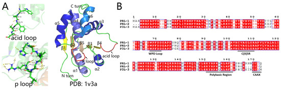 Protein Tyrosine Phosphatase PRL-3: A Key Player in Cancer Signaling
