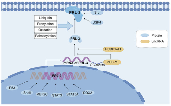 Protein Tyrosine Phosphatase PRL-3: A Key Player in Cancer Signaling