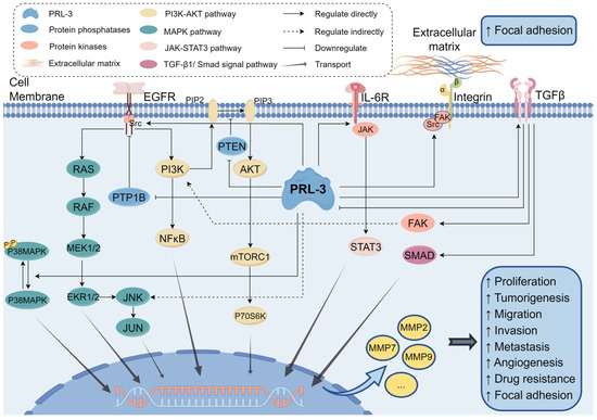 Protein Tyrosine Phosphatase PRL-3: A Key Player in Cancer Signaling