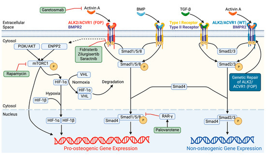 Biomolecules | Free Full-Text | Intersections of Fibrodysplasia ...