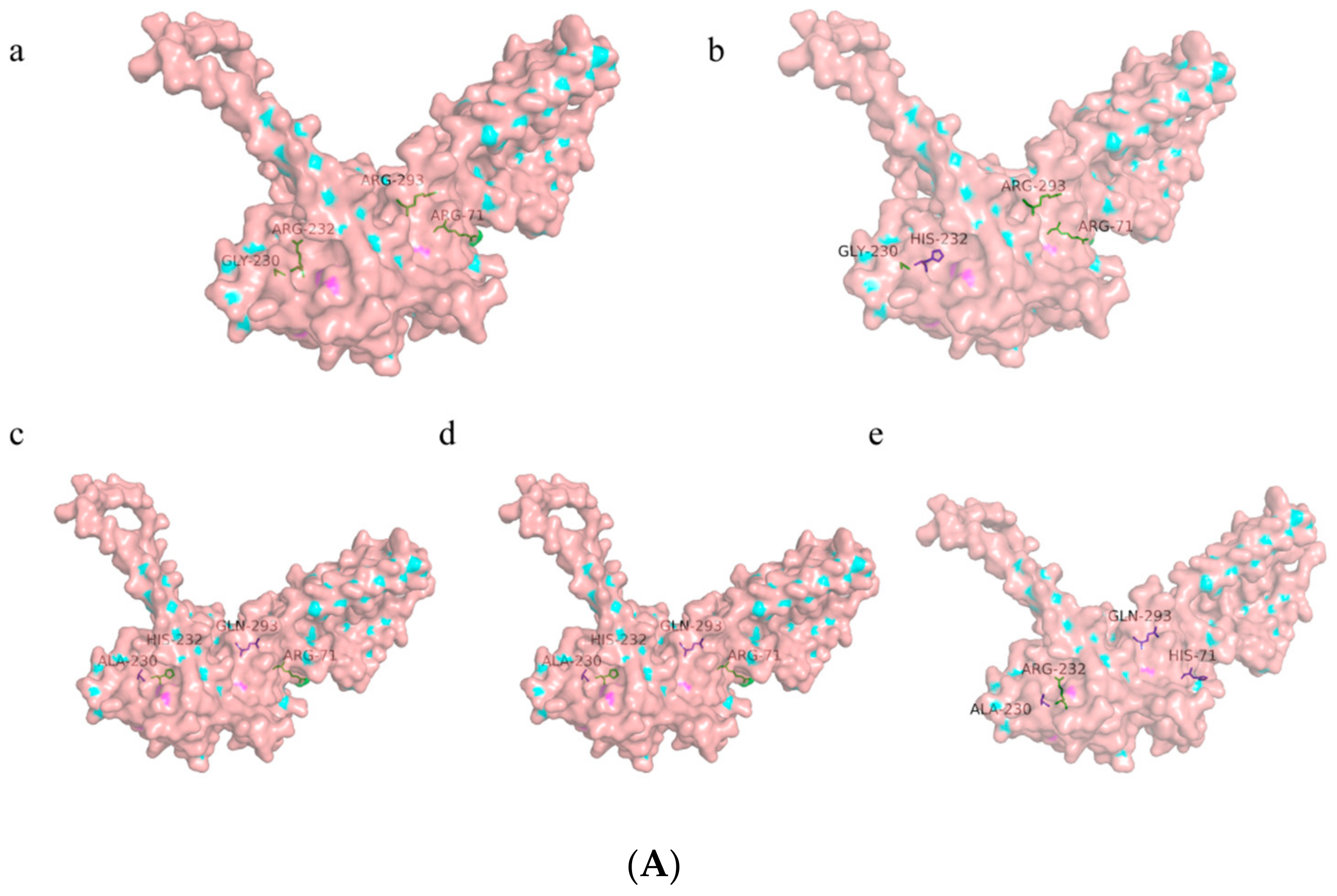 Exploration of the Binding Mechanism of Cyclic Dinucleotide Analogs to ...
