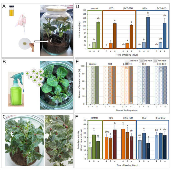 Biomolecules | Free Full-Text | Encapsulation of Fennel and Basil ...