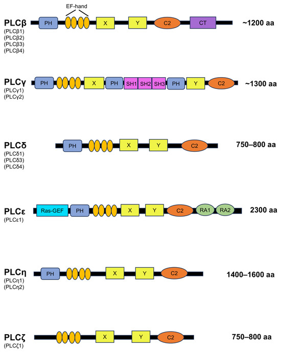 Biomolecules | Free Full-Text | Molecular Mechanism of Oocyte ...