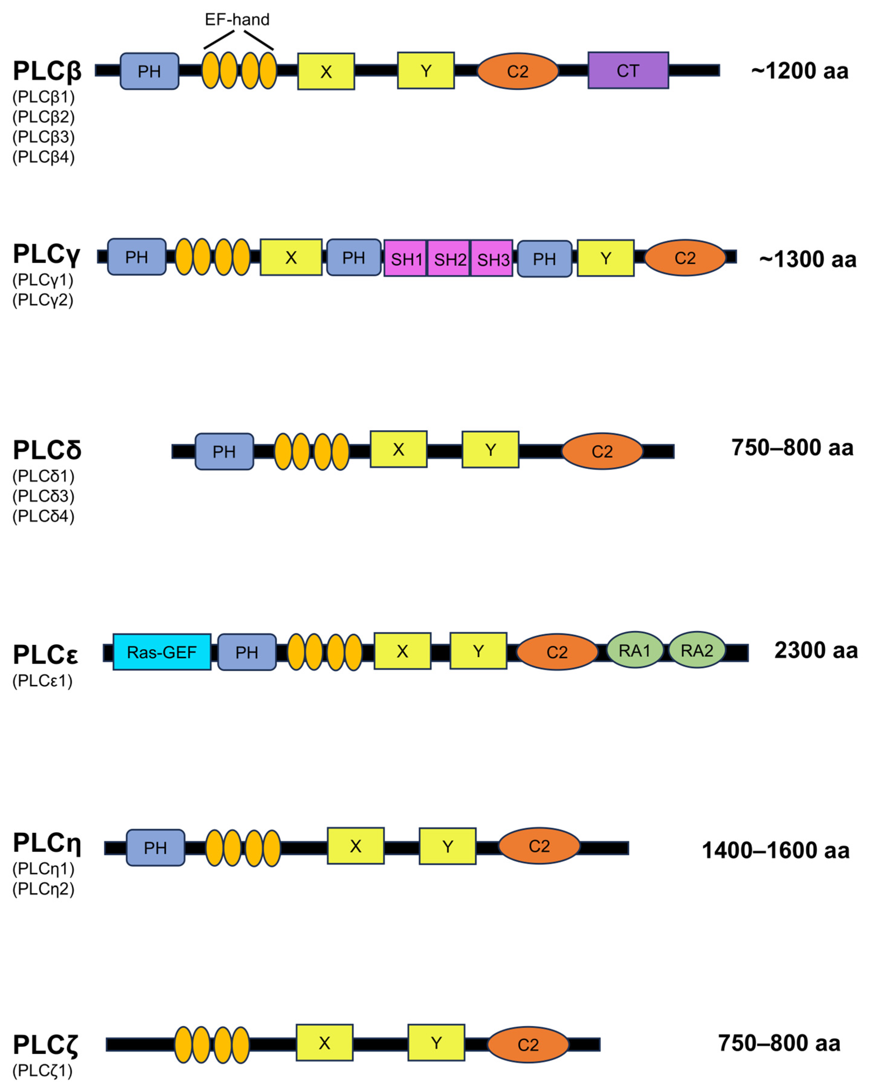 Biomolecules | Free Full-Text | Molecular Mechanism of Oocyte ...
