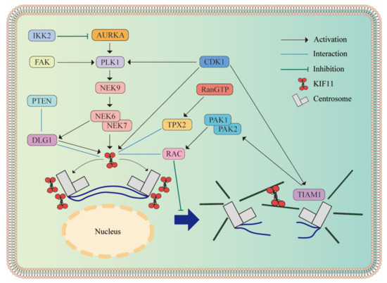 Mitotic Functions and Characters of KIF11 in Cancers