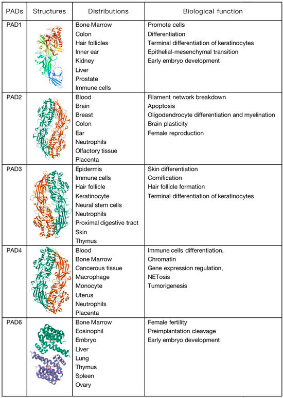 Biomolecules | Free Full-Text | The Role of Citrullination Modification in CD4+ T Cells in the ...