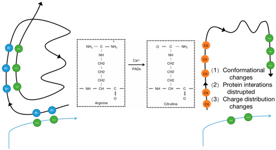 The Role of Citrullination Modification in CD4+ T Cells in the ...