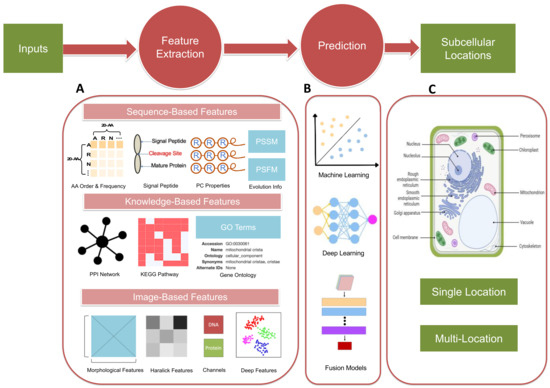 A Review for Artificial Intelligence Based Protein Subcellular Localization