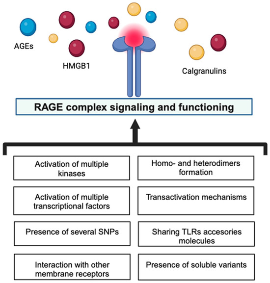 The RAGE Axis: A Relevant Inflammatory Hub in Human Diseases