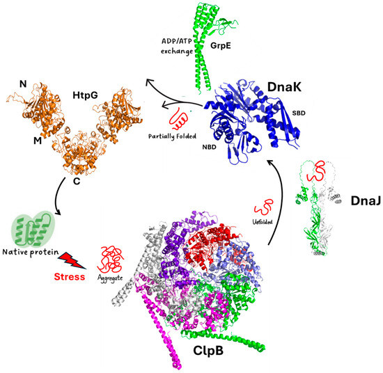 HtpG—A Major Virulence Factor and a Promising Vaccine Antigen against ...
