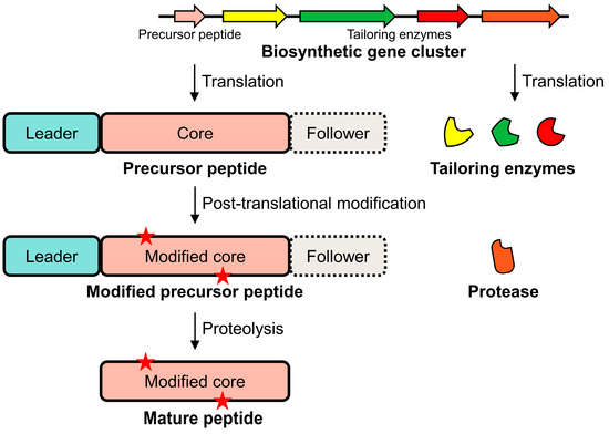 Advancements in the Application of Ribosomally Synthesized and Post ...