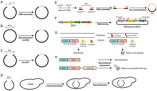 Advancements in the Application of Ribosomally Synthesized and Post ...