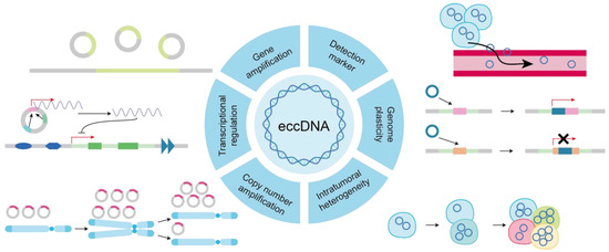 Categorizing Extrachromosomal Circular DNA as Biomarkers in Serum of Cancer