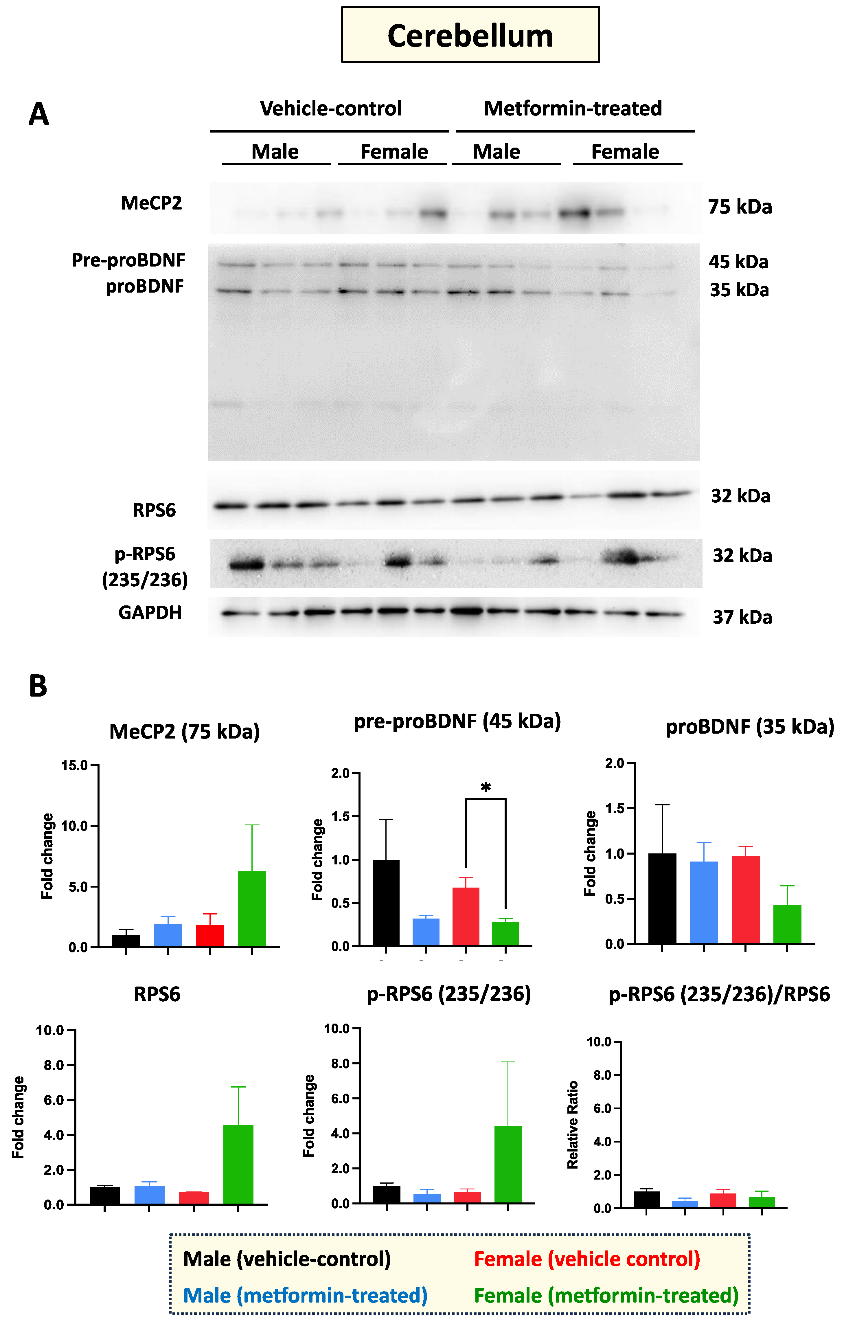 Biomolecules Free Full Text Metformin Induces Mecp2 In The