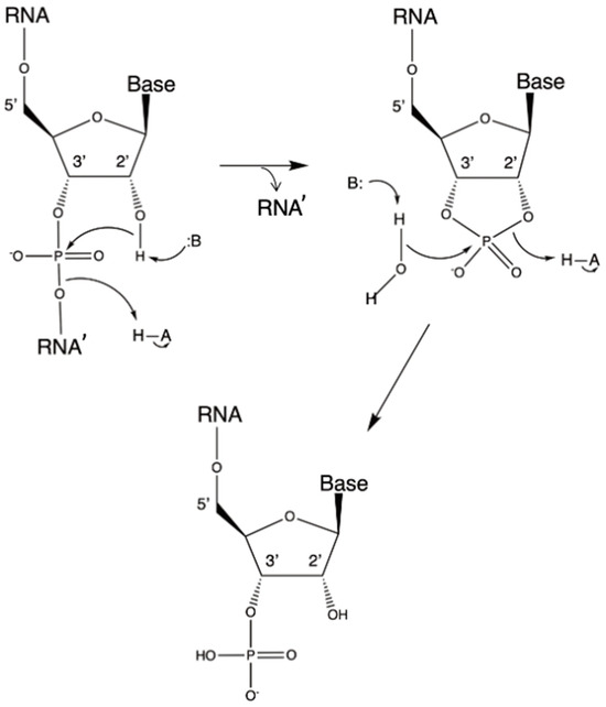 Reflections on the Origin of Coded Protein Biosynthesis