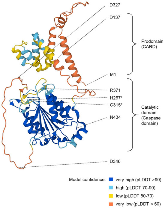 Biomolecules | Free Full-Text | Caspase-5: Structure, Pro-Inflammatory ...